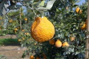 Mandarin Cheesecake with Sumo Citrus Glaze - Nibbles and Feasts