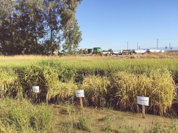 My Visit to Lundberg Family Rice Farms - Nibbles and Feasts