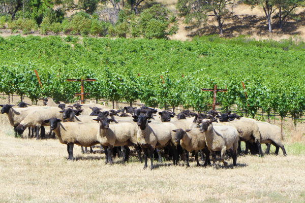 Superior Farms Pasture Tour - Nibbles and Feasts